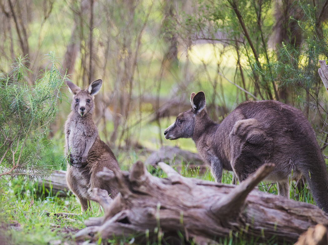 Kangaroos - Wildlife Victoria - Wildlife Victoria