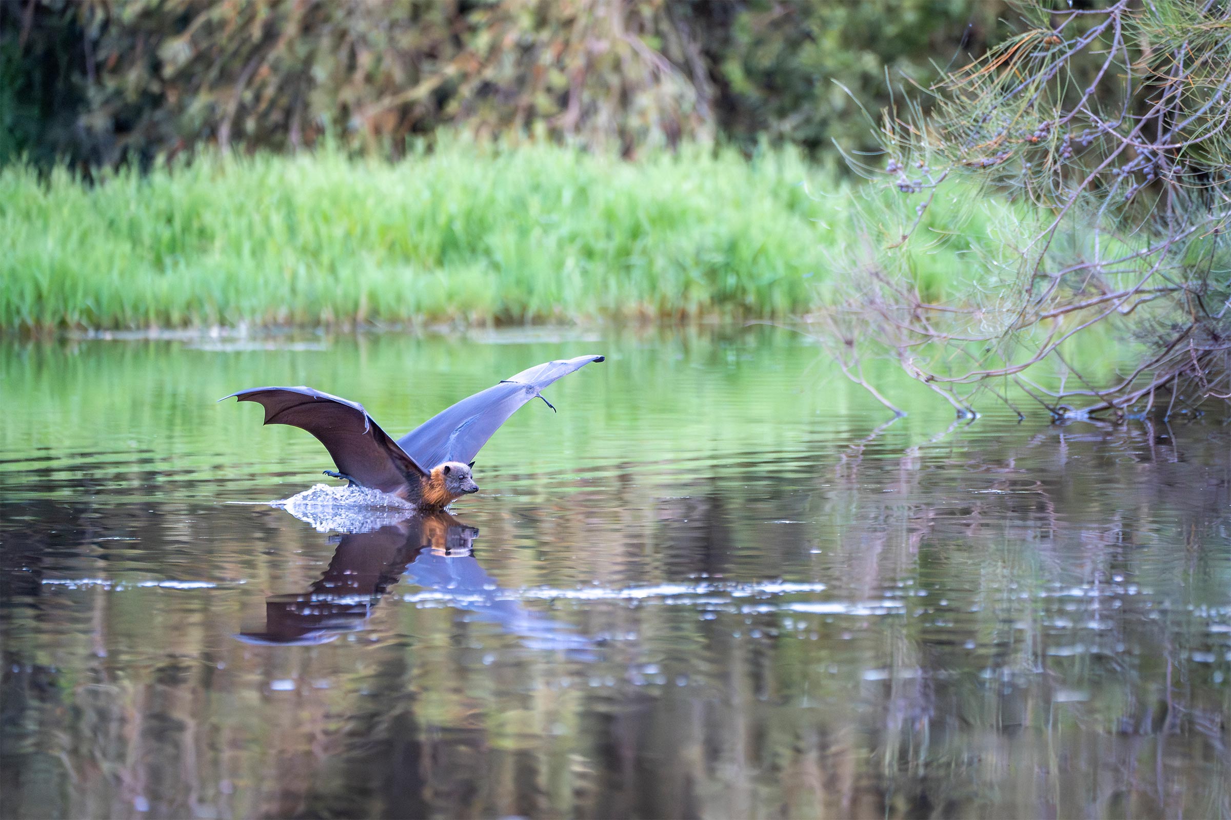 Grey-headed flying fox - Wildlife Victoria - Wildlife Victoria